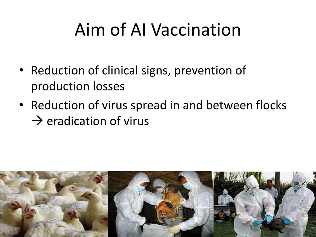 Ppt Vaccination As Part Of Control Measures For Highly Pathogenic