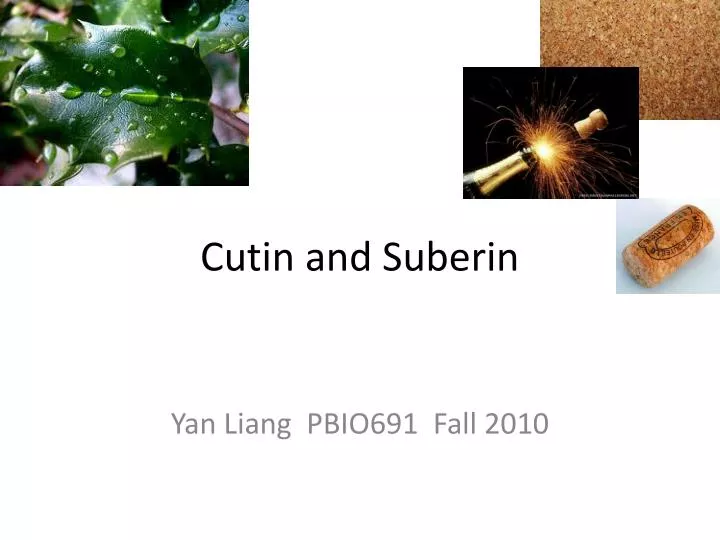 PPT - Cutin and Suberin PowerPoint Presentation, free download - ID:6739943