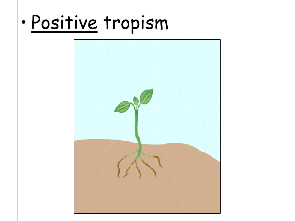 PPT - Topic : Plants Aim : Describe the role of tropisms in plants ...