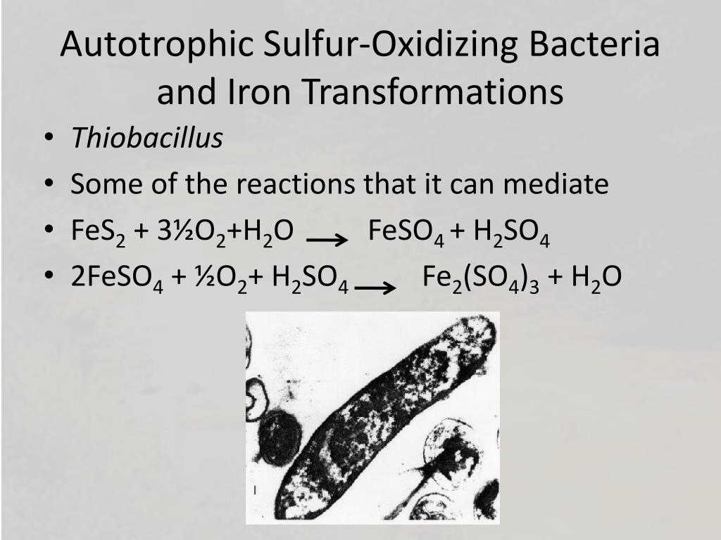 PPT - REDOX: IRON, SULFUR, & SILICA PowerPoint Presentation, free ...