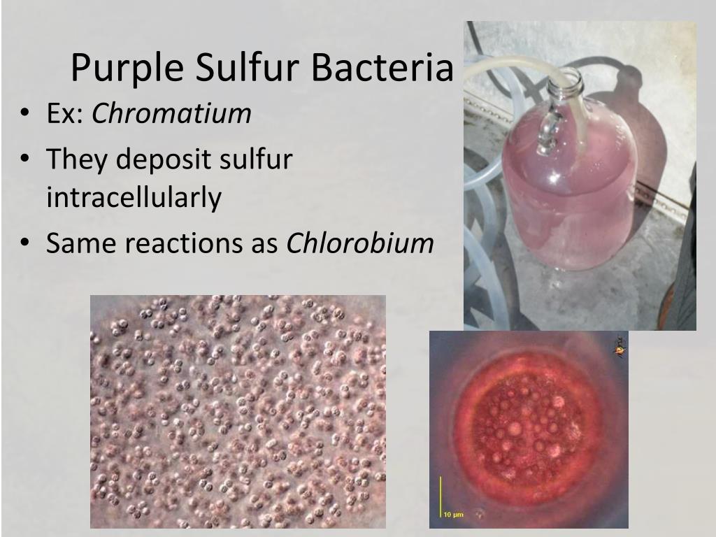PPT - REDOX: IRON, SULFUR, & SILICA PowerPoint Presentation, free ...