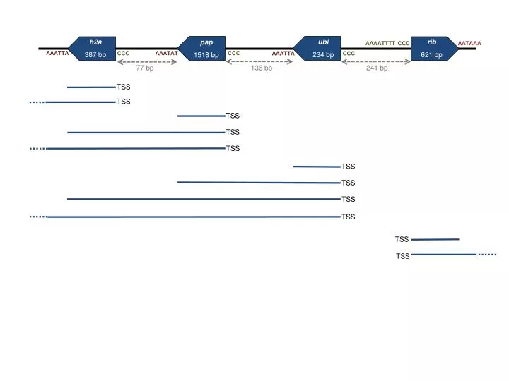 PPT - TSS PowerPoint Presentation, free download - ID:6743039