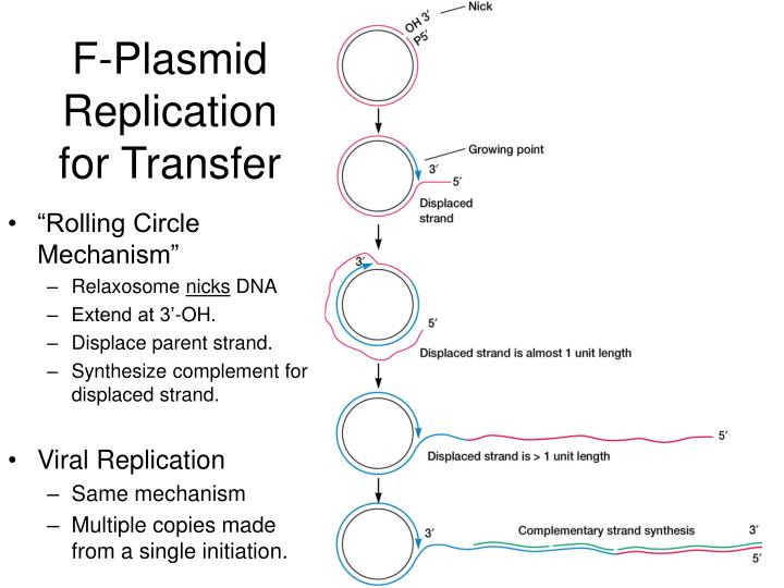 PPT - Genetic Variability in Bacteria PowerPoint Presentation - ID:6743177