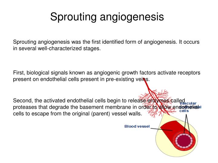 PPT - Angiogenesis PowerPoint Presentation - ID:6745251