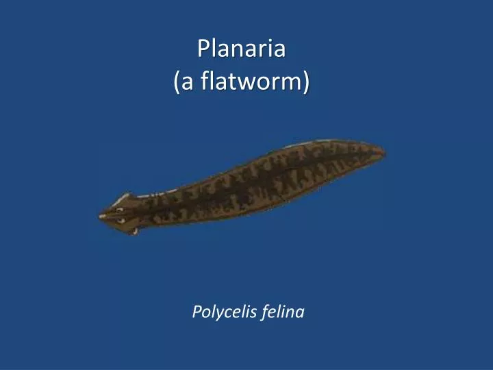 PPT - Planaria (a flatworm) PowerPoint Presentation, free download - ID ...