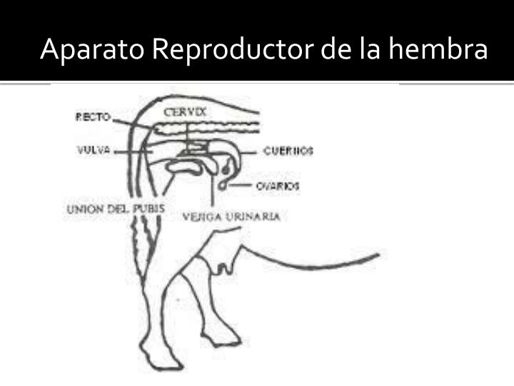 PPT - Anatomía Bovinos , Cerdos , Aves PowerPoint Presentation - ID:6753115