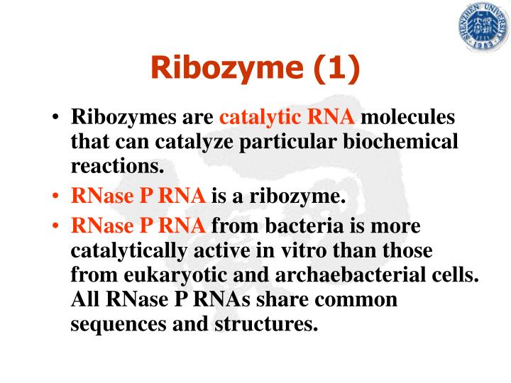 PPT - Chapter 6 RNA post-transcriptional processing PowerPoint ...