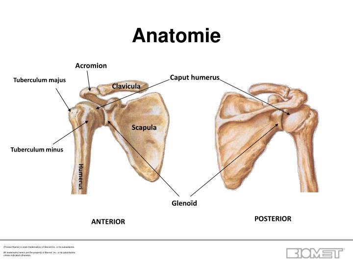 PPT - LVO Studiedag Anatomie schouder PowerPoint Presentation - ID:6755553