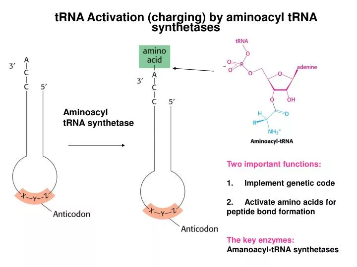 PPT - tRNA Activation (charging) by aminoacyl tRNA synthetases ...