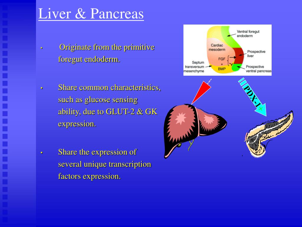 PPT - Liver to pancreas transdifferentiation by pancreatic ...