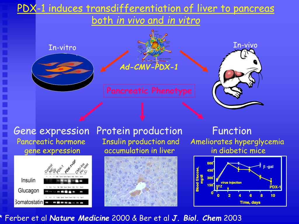 PPT - Liver to pancreas transdifferentiation by pancreatic ...