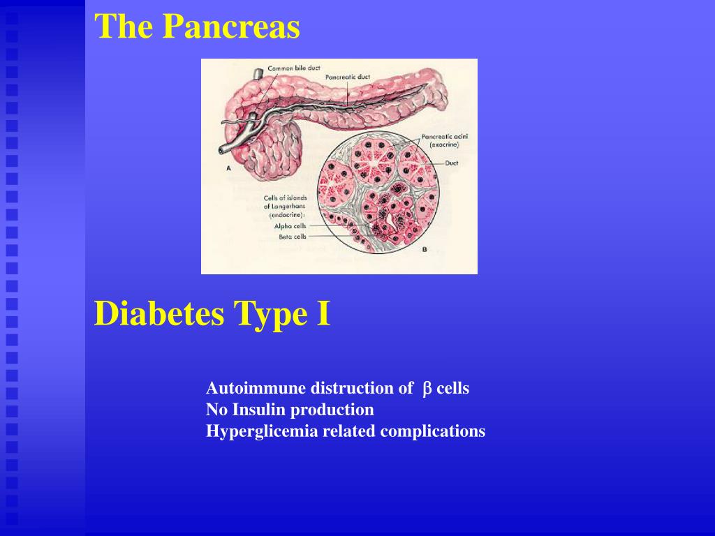 PPT - Liver to pancreas transdifferentiation by pancreatic ...