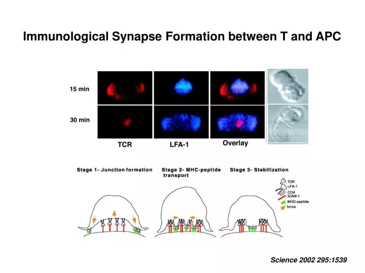PPT - Immunological Synapse Formation between T and APC PowerPoint Presentation - ID:6759267