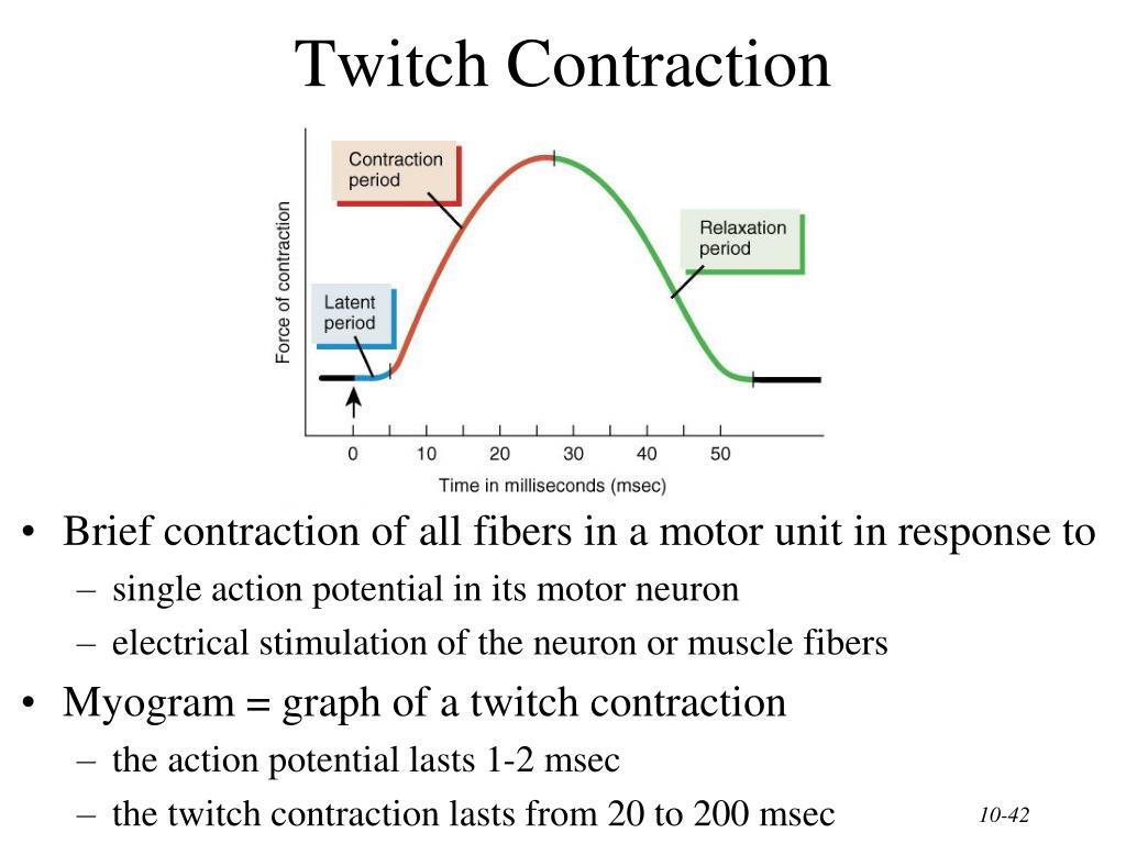 PPT - Muscle Tissue PowerPoint Presentation, free download - ID:6759357