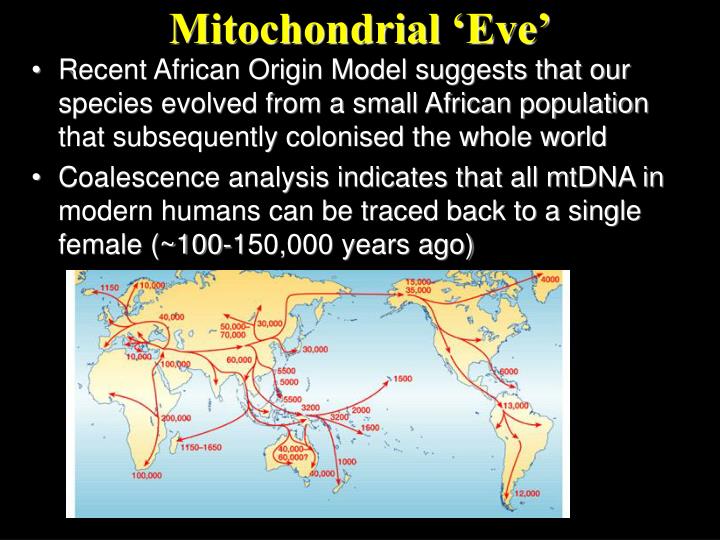 PPT - Mitochondrial genome PowerPoint Presentation - ID:6760088