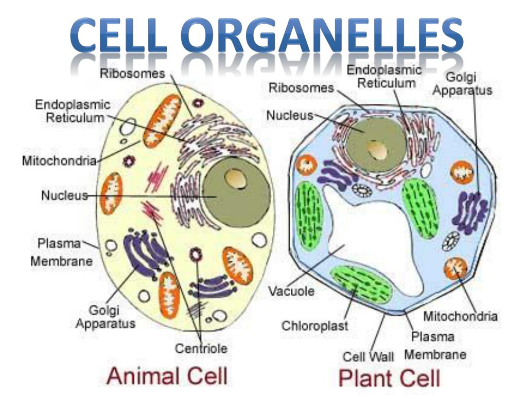 PPT Cell Organelles PowerPoint Presentation Free Download ID 6760301