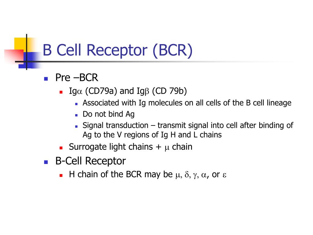 PPT - Biology of the B Lymphocyte PowerPoint Presentation, free ...