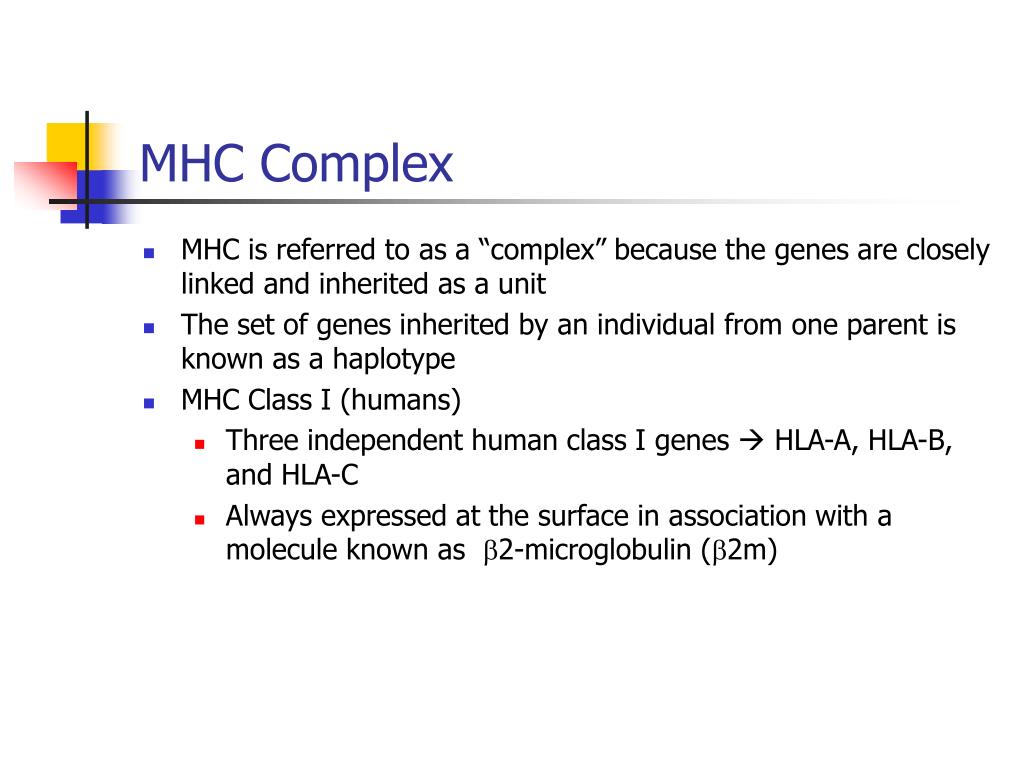 PPT - Biology of the B Lymphocyte PowerPoint Presentation, free ...