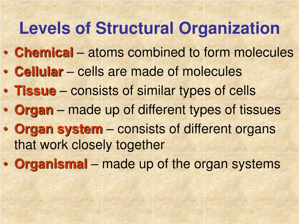 PPT - The Human Body: Anatomical Regions, Directions, and Body Cavities ...