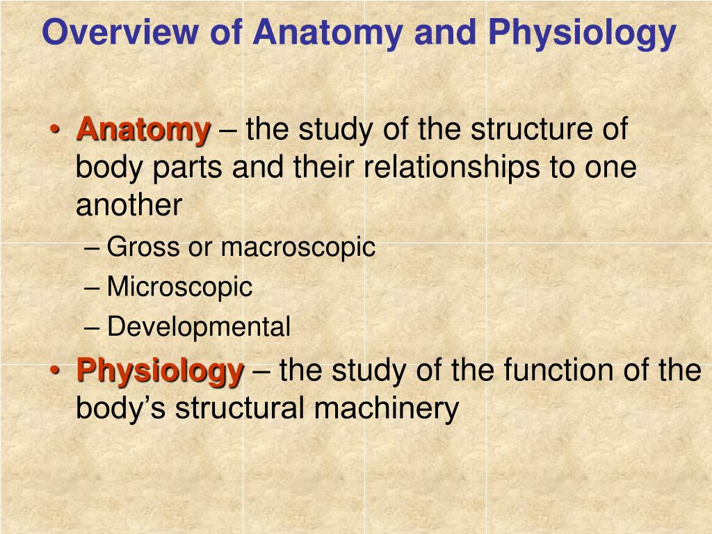 PPT - The Human Body: Anatomical Regions, Directions, and Body Cavities ...