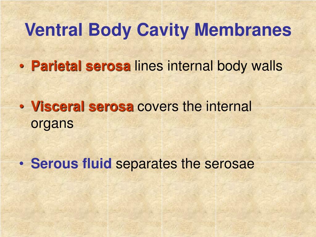 PPT - The Human Body: Anatomical Regions, Directions, and Body Cavities ...