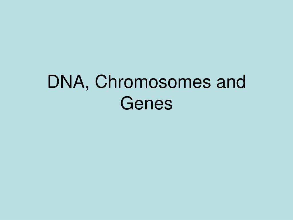 Ppt Dna Chromosomes And Genes Powerpoint Presentation Free Download