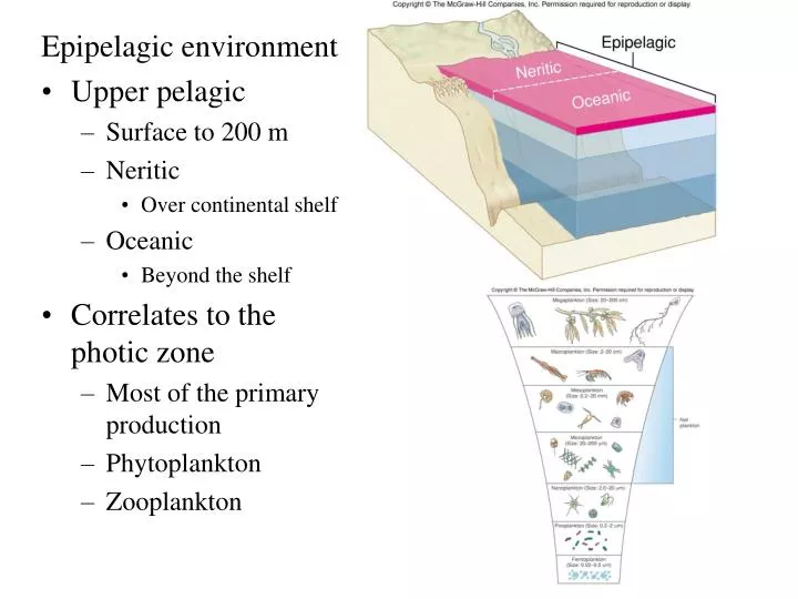 PPT - Epipelagic environment Upper pelagic Surface to 200 m Neritic ...