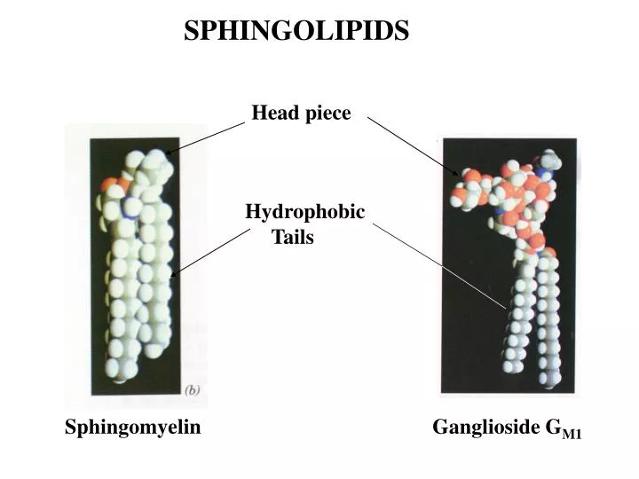 PPT - SPHINGOLIPIDS PowerPoint Presentation, free download - ID:6763425