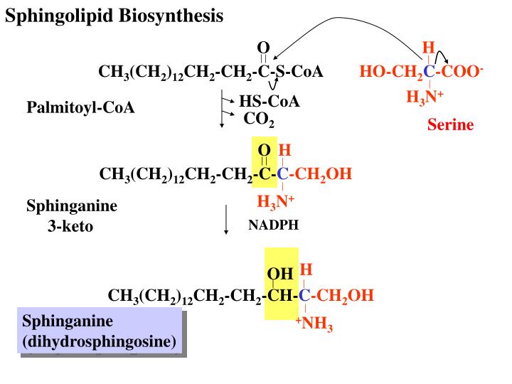 PPT - SPHINGOLIPIDS PowerPoint Presentation - ID:6763425