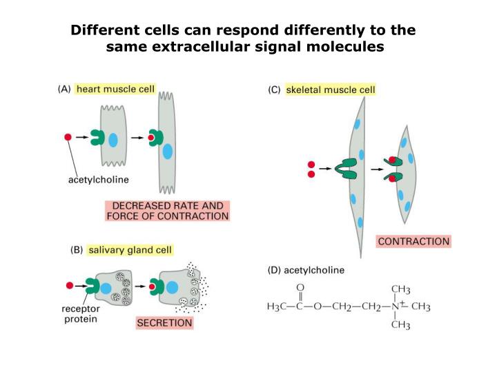 PPT - Molecular Biology of THE CELL 4 th edition Chapter 15 Cell ...