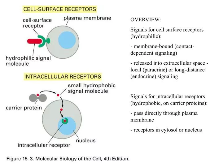 PPT - OVERVIEW: Signals for cell surface receptors (hydrophilic ...