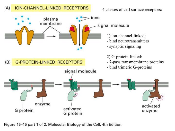 PPT - OVERVIEW: Signals for cell surface receptors (hydrophilic ...