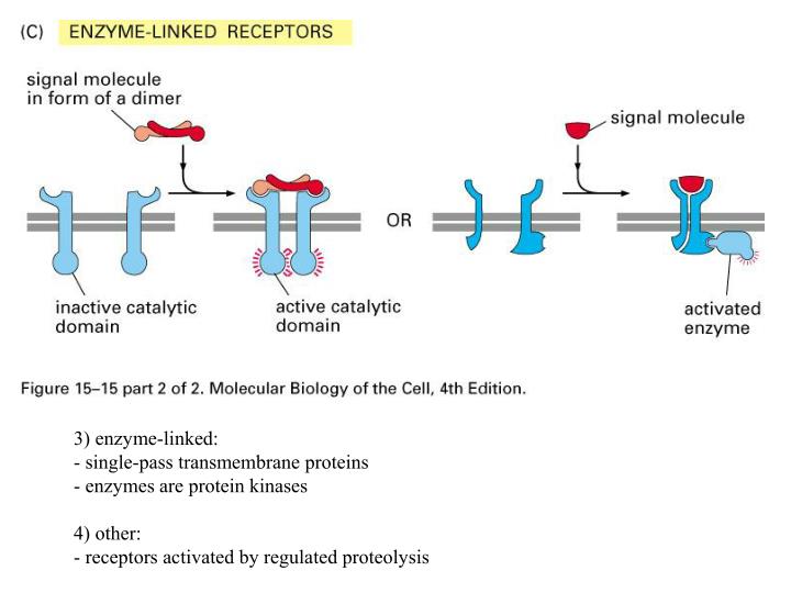 PPT - OVERVIEW: Signals for cell surface receptors (hydrophilic ...