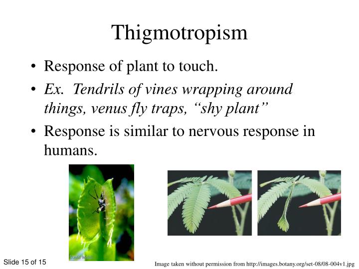 PPT - Photoperiodism, Gravitropism, and Thigmotropism PowerPoint ...