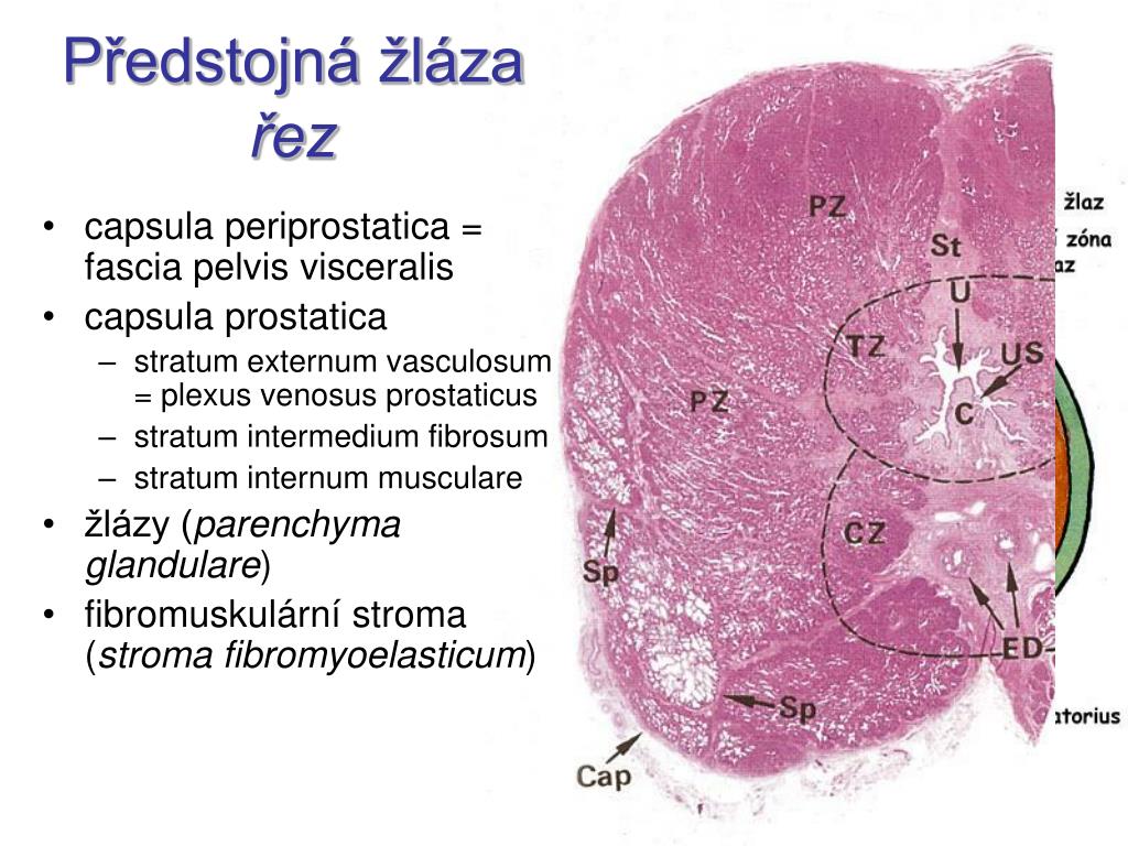 PPT - Mužské pohlavní ústrojí Systema genitale masculinum PowerPoint ...
