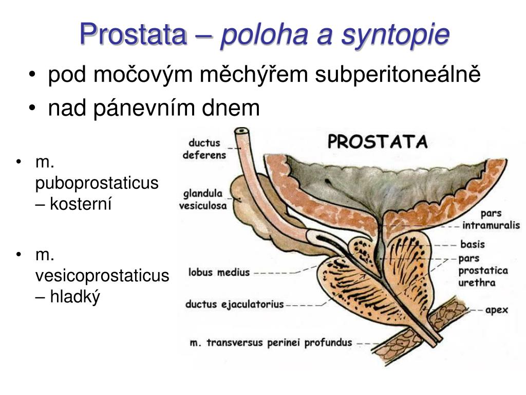 PPT - Mužské pohlavní ústrojí Systema genitale masculinum PowerPoint ...