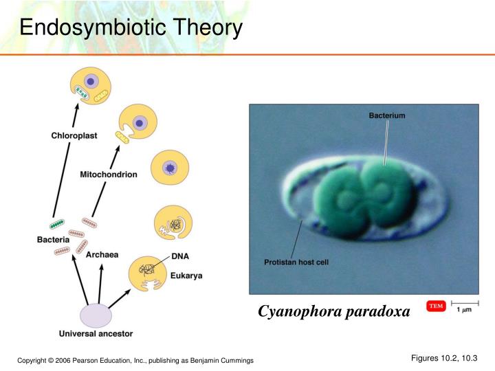 PPT - Classification of Microorganisms PowerPoint Presentation - ID:6766109