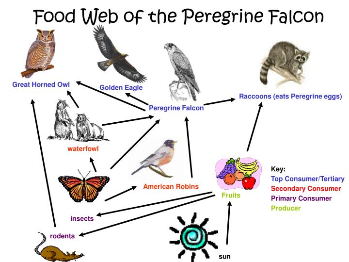 PPT - Peregrine Falcon Falco peregrines PowerPoint Presentation - ID ...