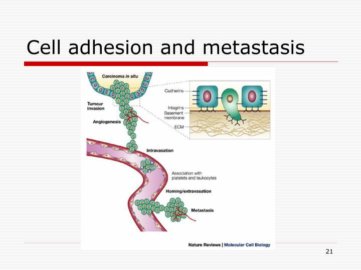 PPT - Molecular mechanism of cancer metastasis PowerPoint Presentation ...