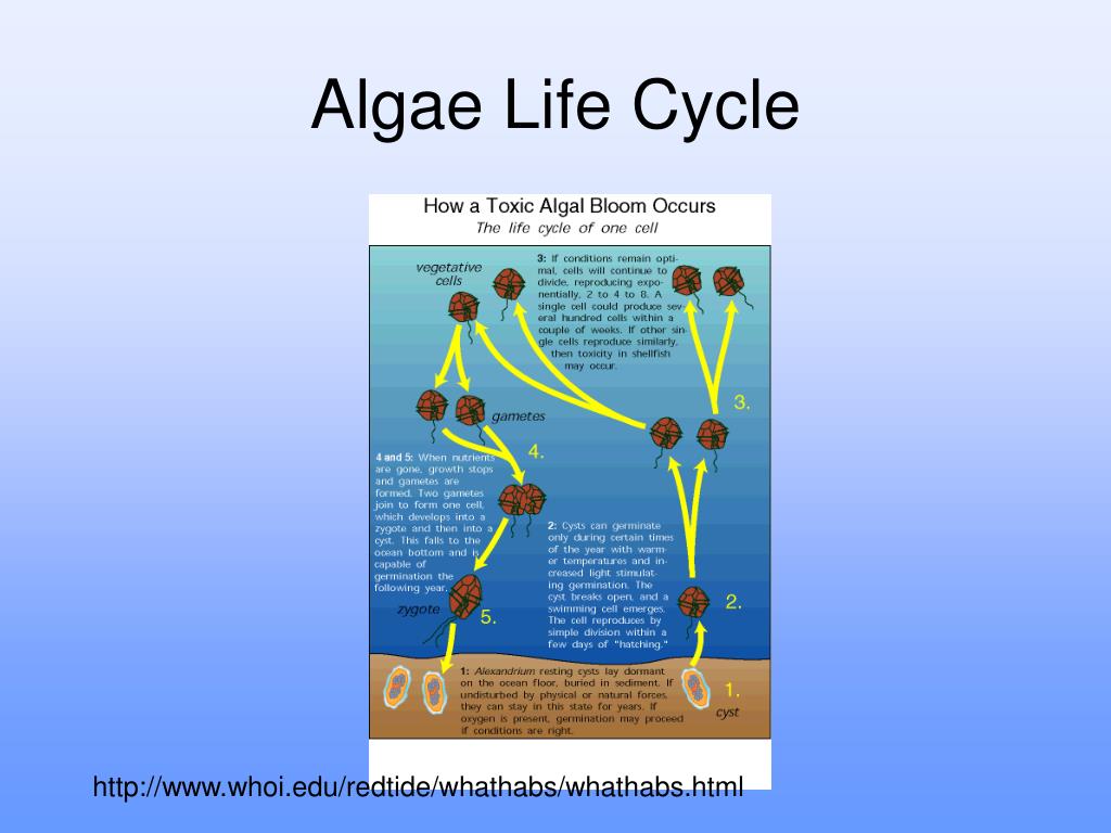 PPT - Dangerous Marine Organisms PowerPoint Presentation, free download ...