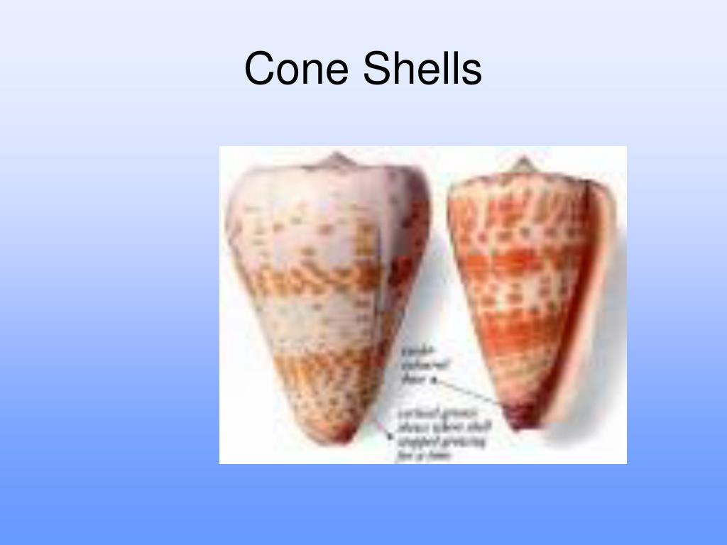 PPT - Dangerous Marine Organisms PowerPoint Presentation, free download ...