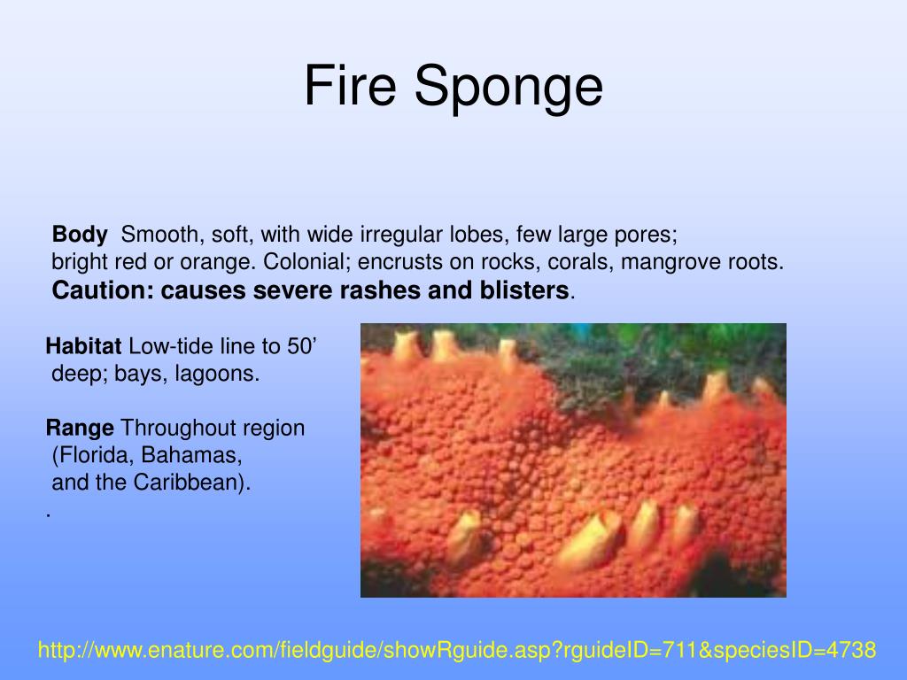 PPT - Dangerous Marine Organisms PowerPoint Presentation, free download ...