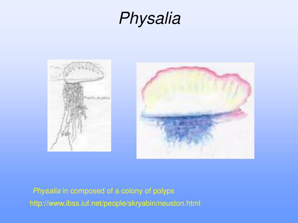 PPT - Dangerous Marine Organisms PowerPoint Presentation, free download ...