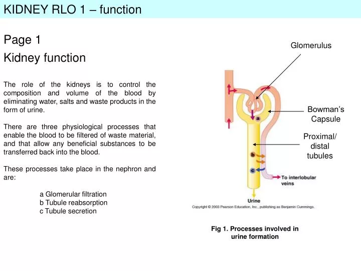 PPT - KIDNEY RLO 1 – function PowerPoint Presentation, free download ...