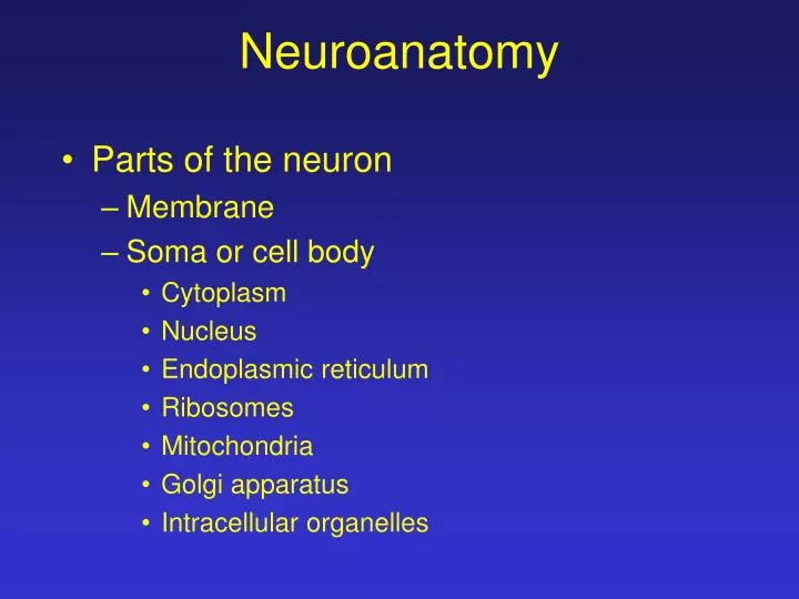 PPT - Neuroanatomy PowerPoint Presentation, free download - ID:6769494