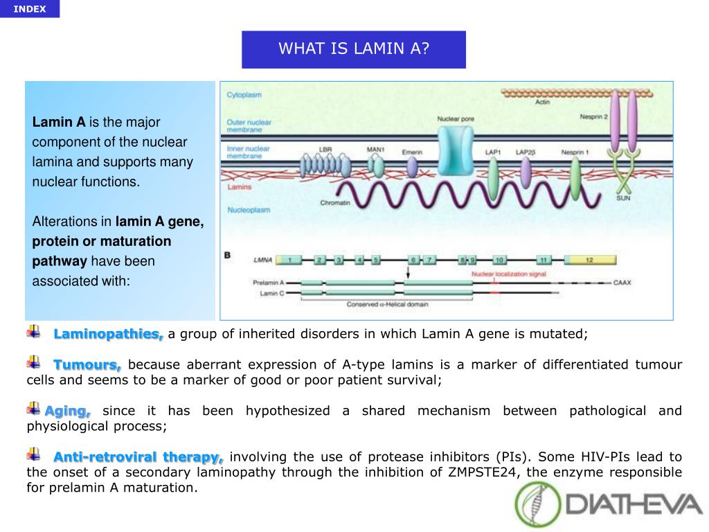 PPT - Nuclear lamins and laminopathies PowerPoint Presentation, free ...