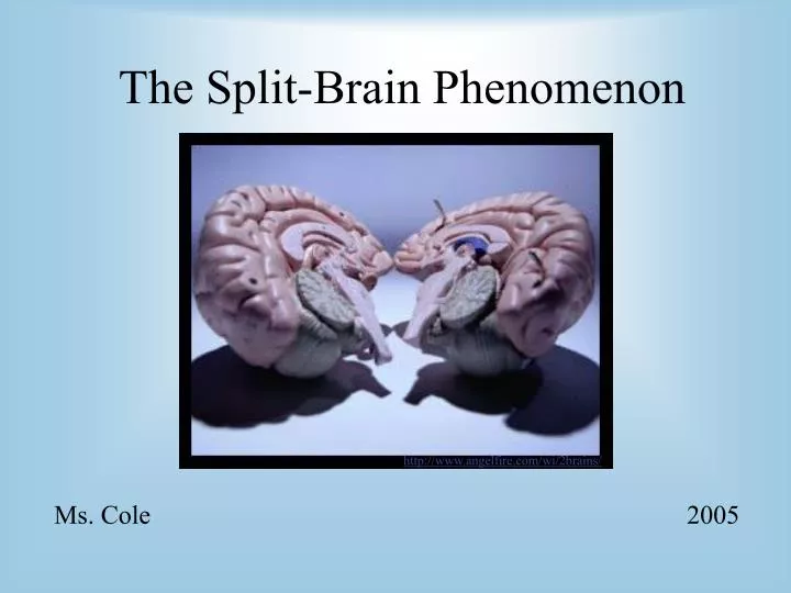 PPT - The Split-Brain Phenomenon PowerPoint Presentation, free download ...