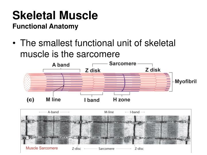 PPT - Muscle Physiology PowerPoint Presentation - ID:6769975
