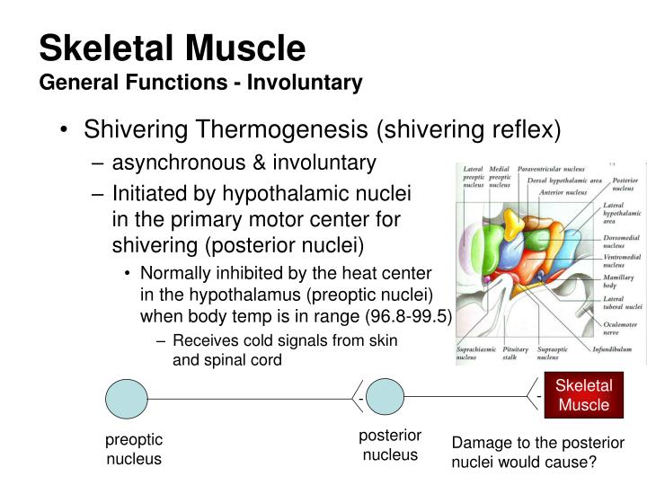 PPT - Muscle Physiology PowerPoint Presentation - ID:6769975