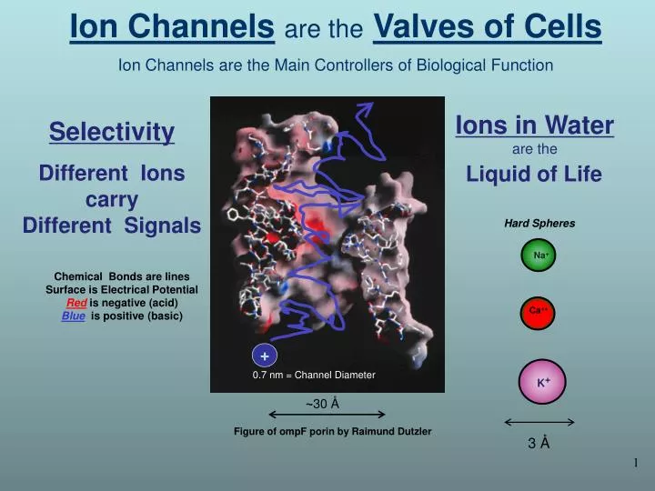 PPT - Ion Channels are the Valves of Cells Ion Channels are the Main ...